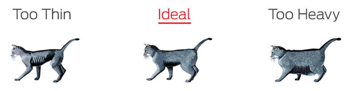 Cara Efektif Membuat Kucing Gemuk - Blog Sukapets