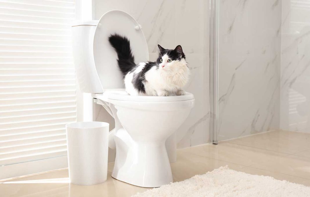 Penyebab Dan Cara Mengatasi Kucing Kencing Sembarangan - Blog Sukapets