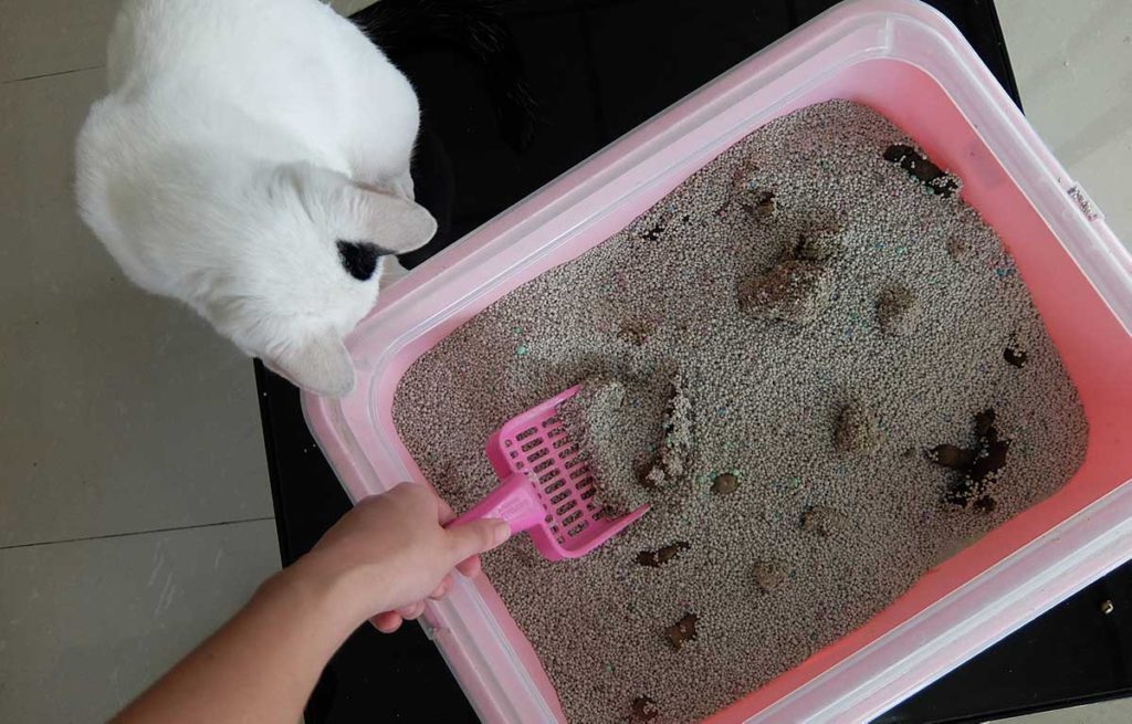 Penyebab Dan Cara Mengatasi Kucing Kencing Sembarangan - Blog Sukapets