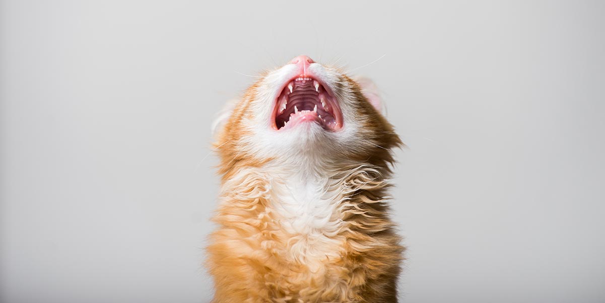 Penyebab Dan Cara Mengatasi Bulu Kucing Rontok - Blog Sukapets