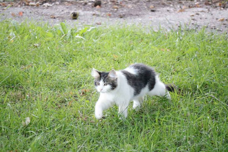 Kucing Cacingan – Ciri-Ciri, Penyebab, Dan Cara Menangani - Blog Sukapets